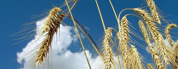 A Simbologia do Dia da Espiga | e-cultura