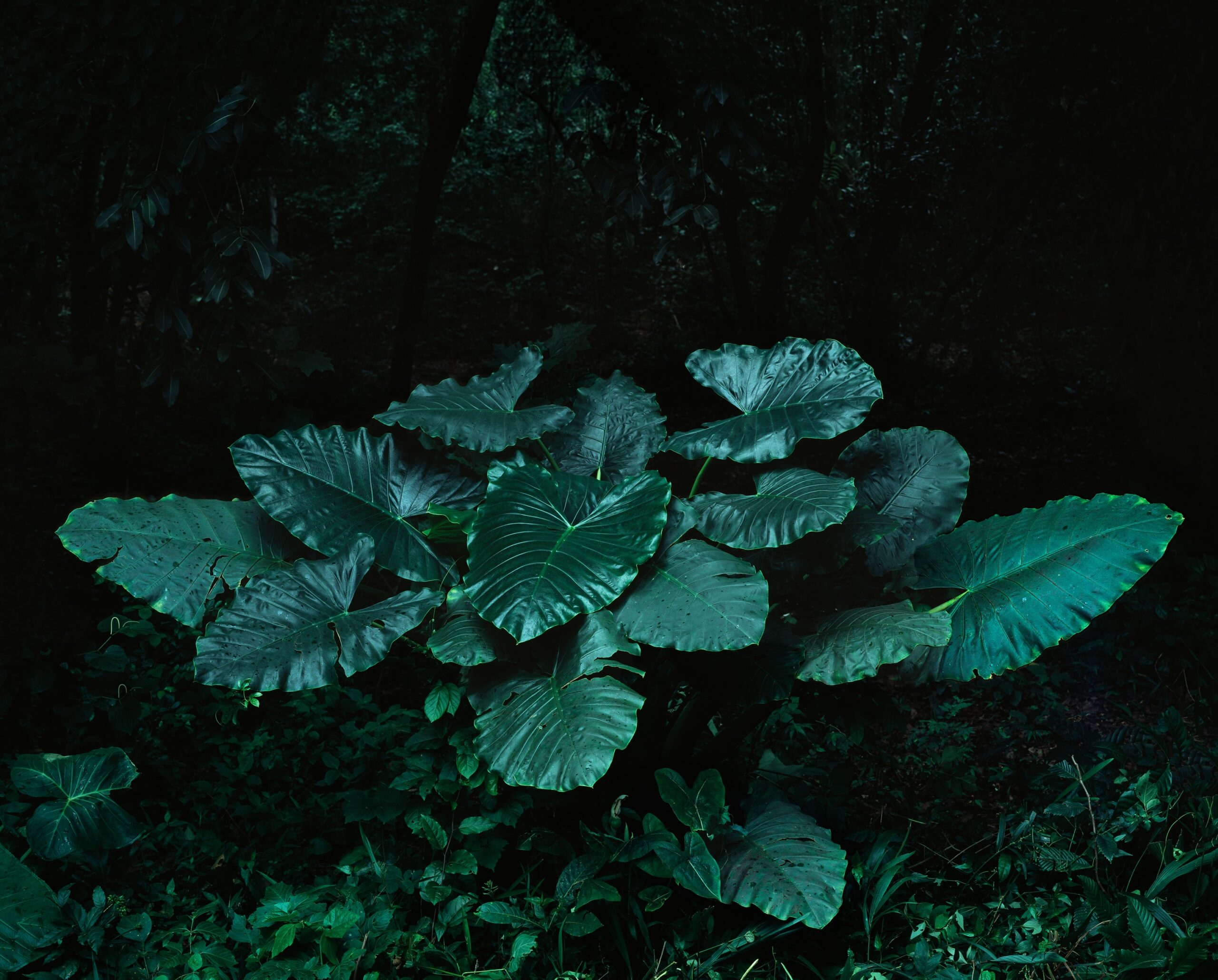 Superflora, de Mário Vilela | e-cultura