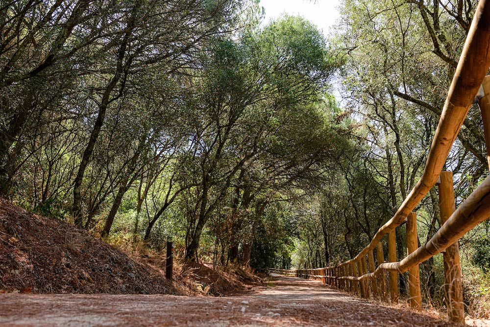 Nascer do Sol no Parque Florestal de Monsanto | e-cultura